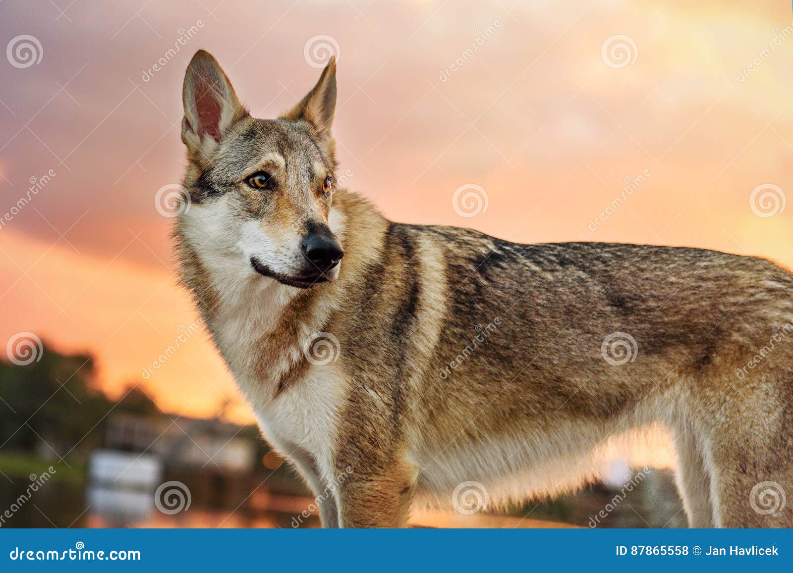 Wolf at sunset stock photo. Image of nature, cute, natural - 87865558