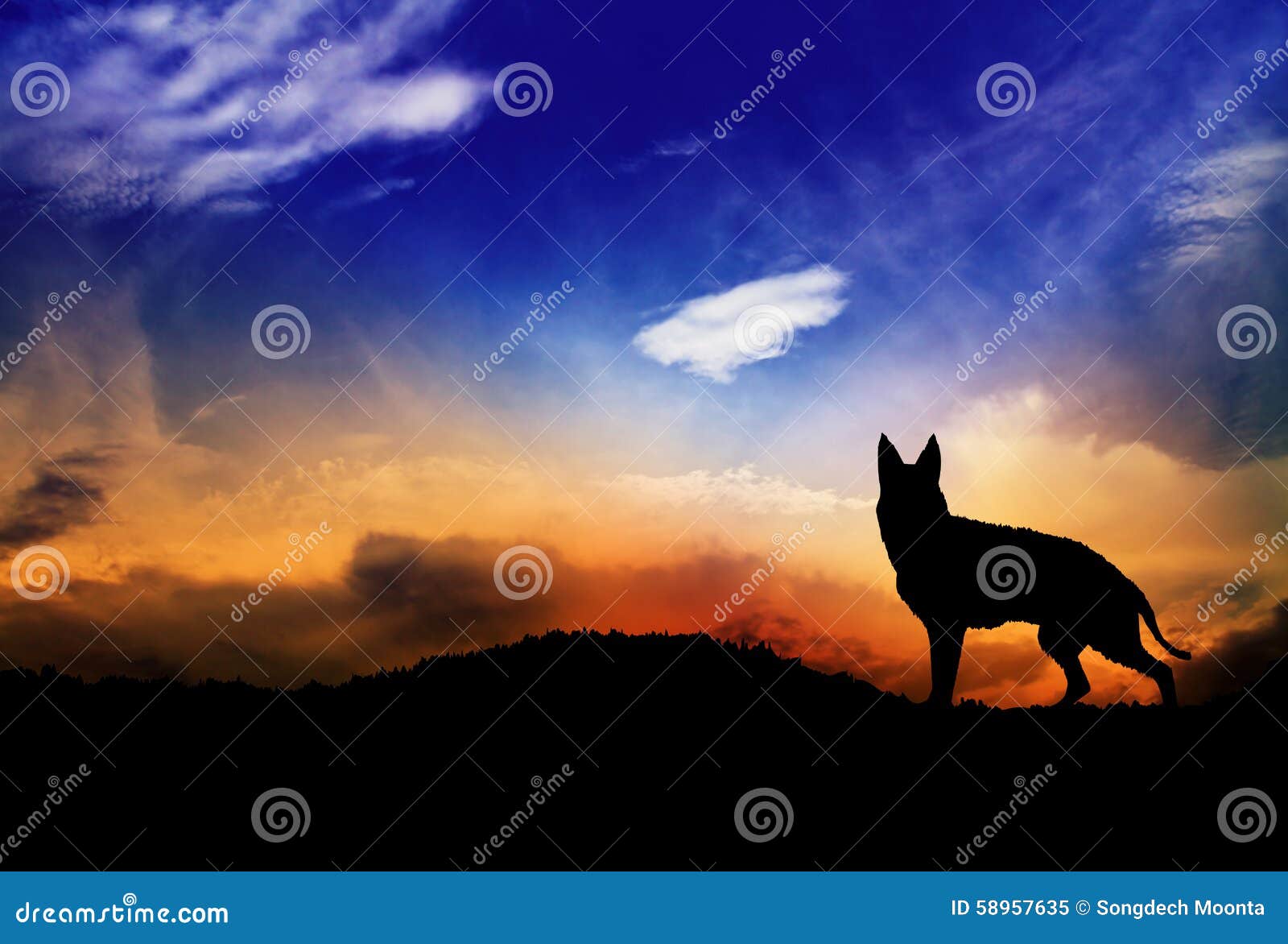 Wolf and sunset stock image. Image of desolated, sunrises - 58957635