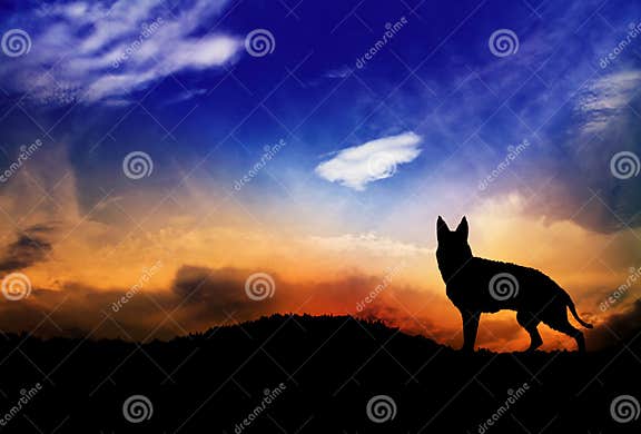 Wolf and sunset stock image. Image of desolated, sunrises - 58957635