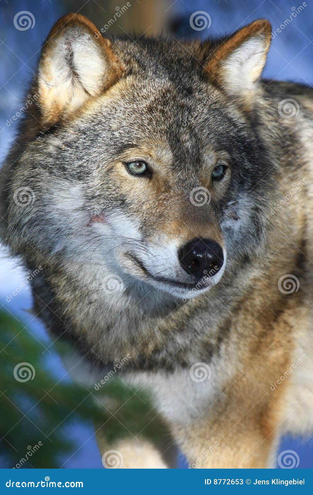 Wolf in Sweden stock image. Image of arctic, hairy, mammal - 8772653