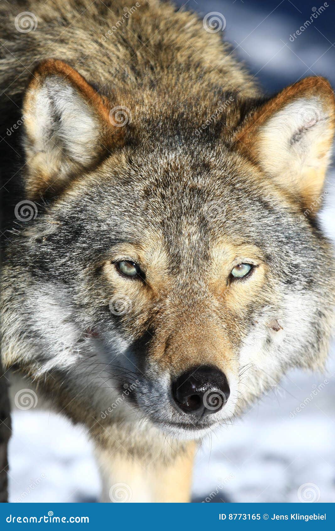 Wolf in Sweden stock image. Image of forest, nature, kiss - 8773165
