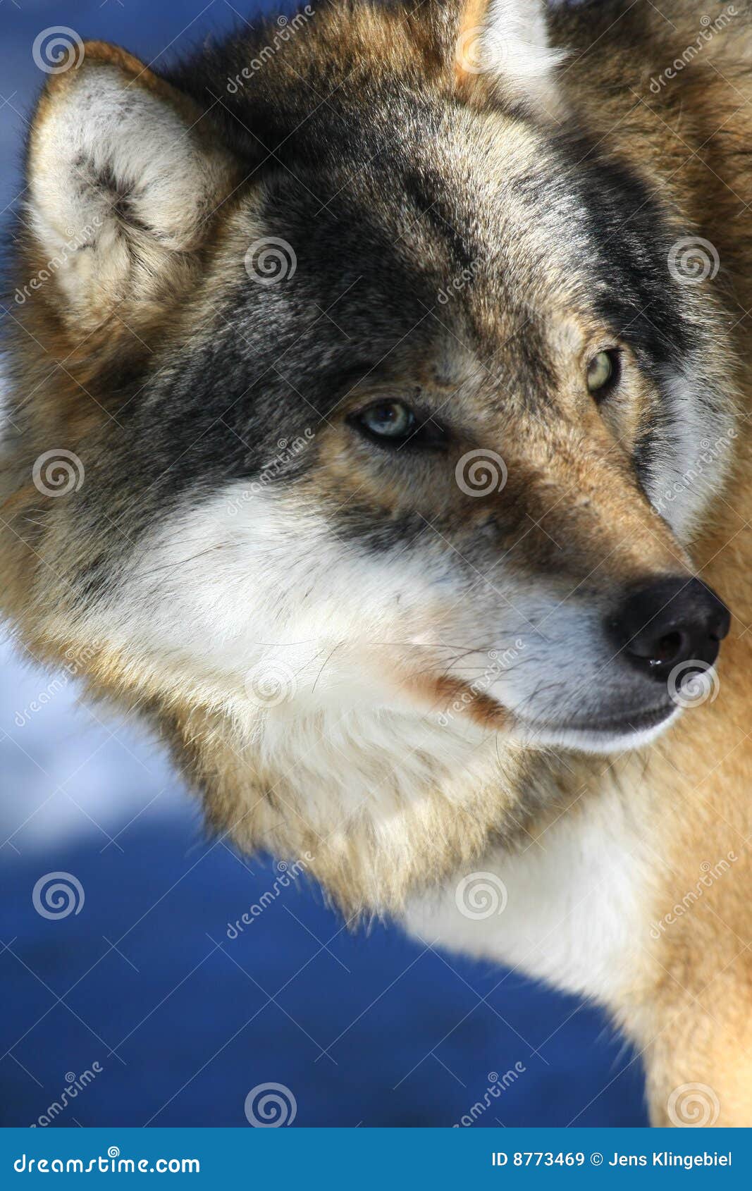 Wolf in Sweden stock image. Image of forest, bite, furry - 8773469