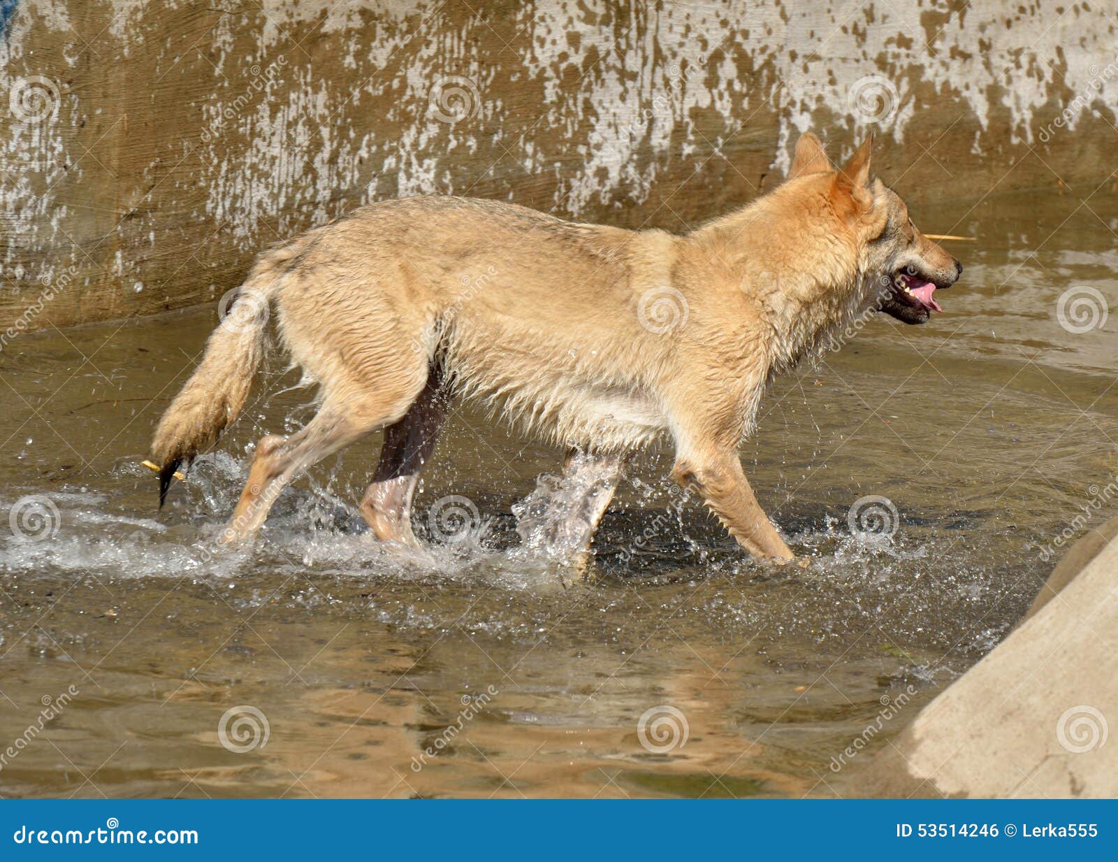 Wolf swims in pond stock photo. Image of spring, portrait - 53514246