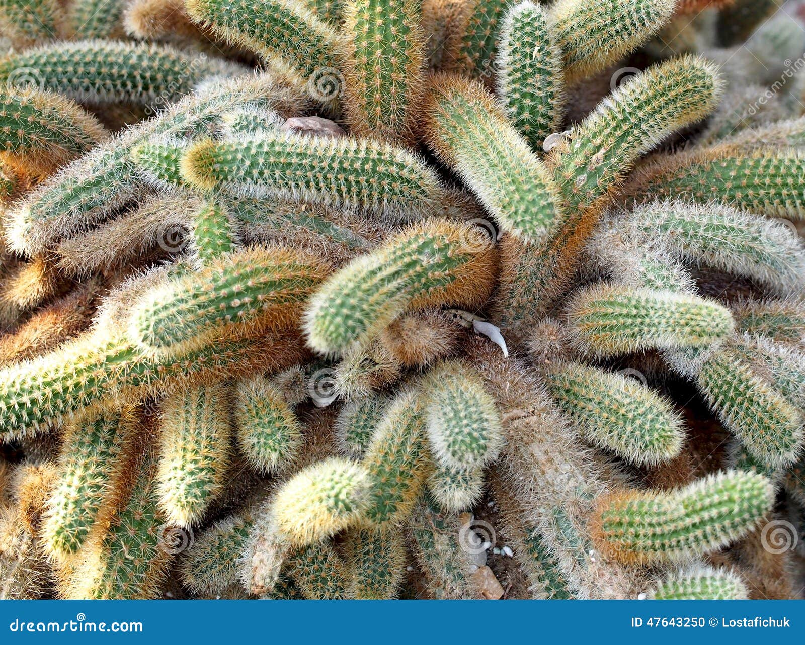 Wolf Tail Cactus stock photo. Image of arid, spines, botany - 47643250
