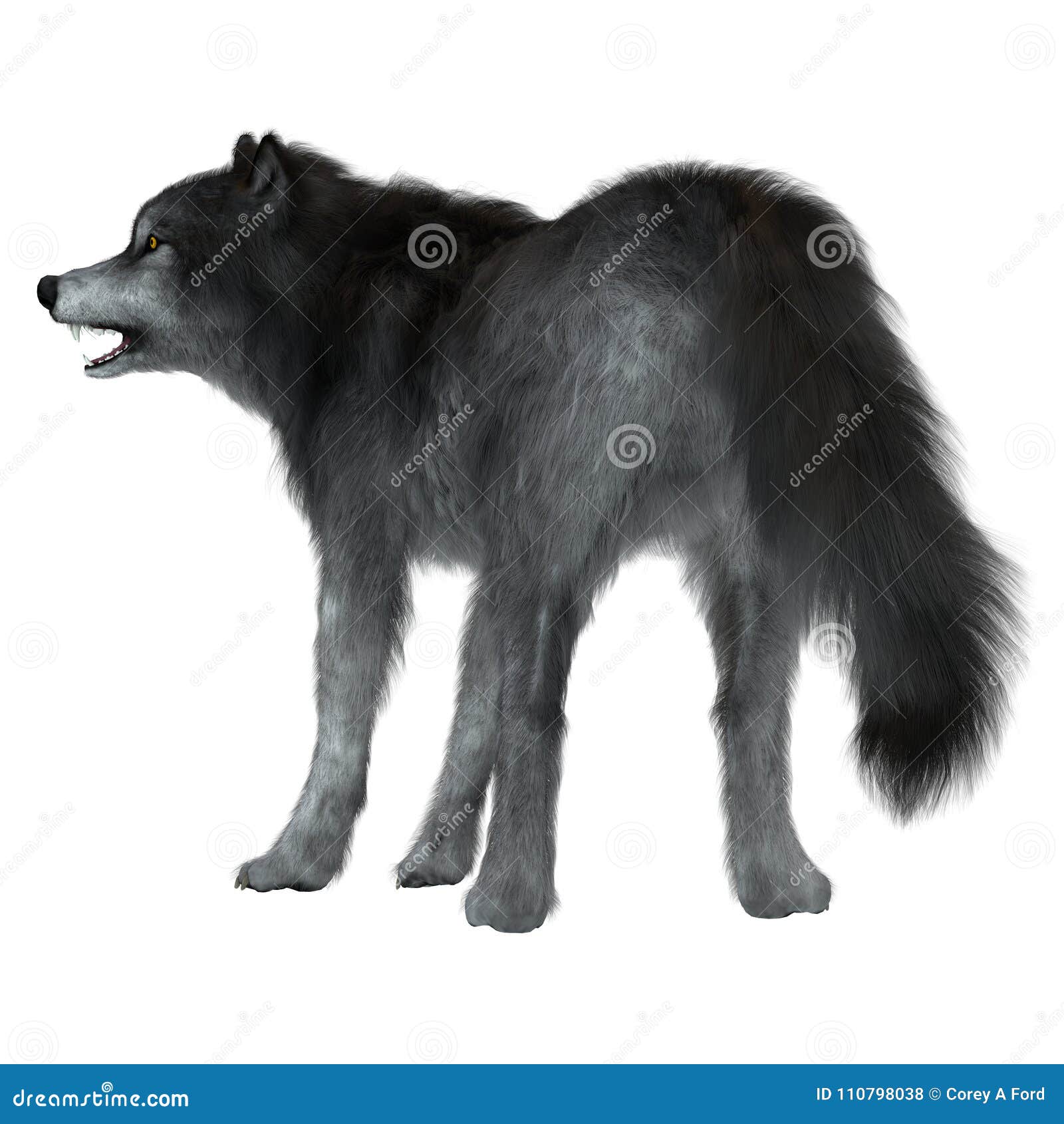 Wolf Tail calamitoso foto de archivo. Imagen de imagen - 110798038