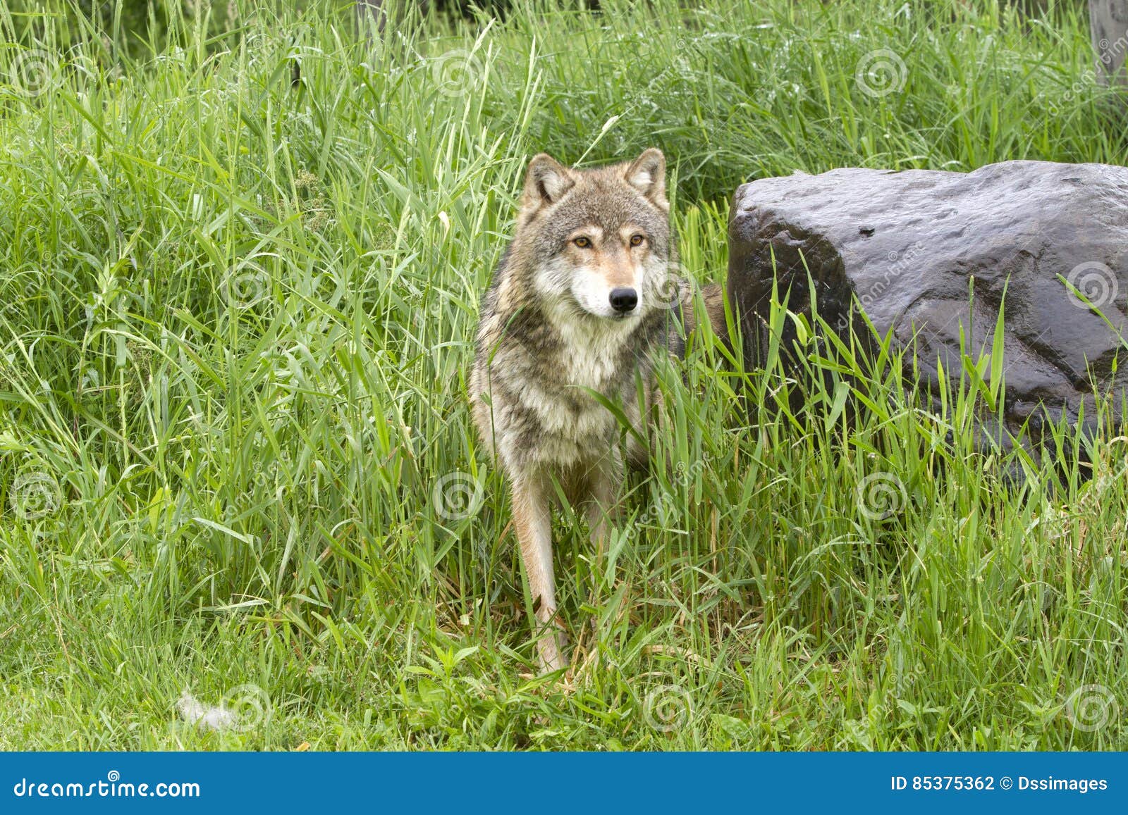 Wolf in Tall Grass stock photo. Image of face, hunter - 85375362
