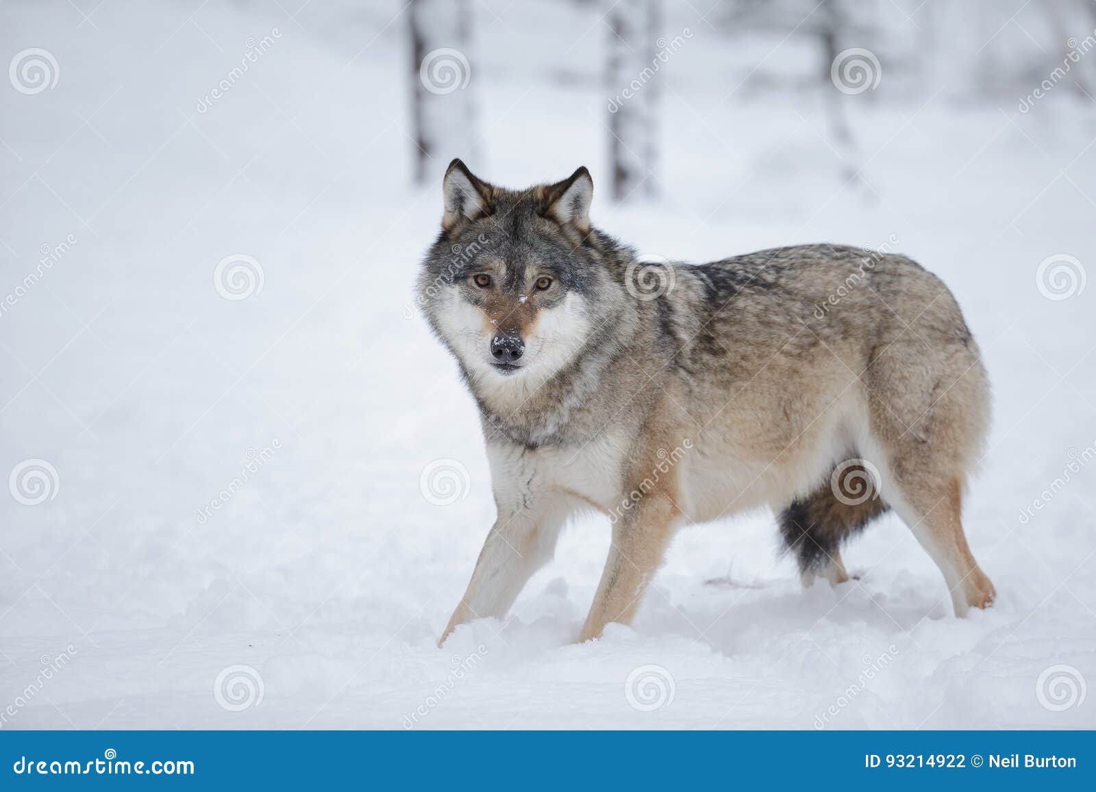 Wolf in thick snow stock photo. Image of creature, close - 93214922