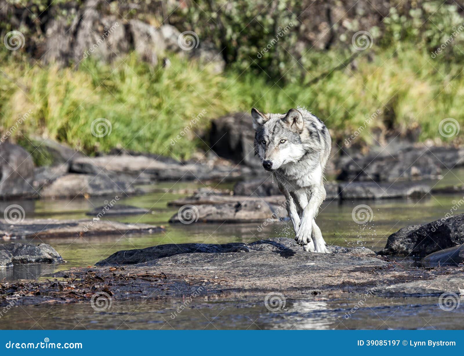 Wolf Stock Photo - Image: 39085197