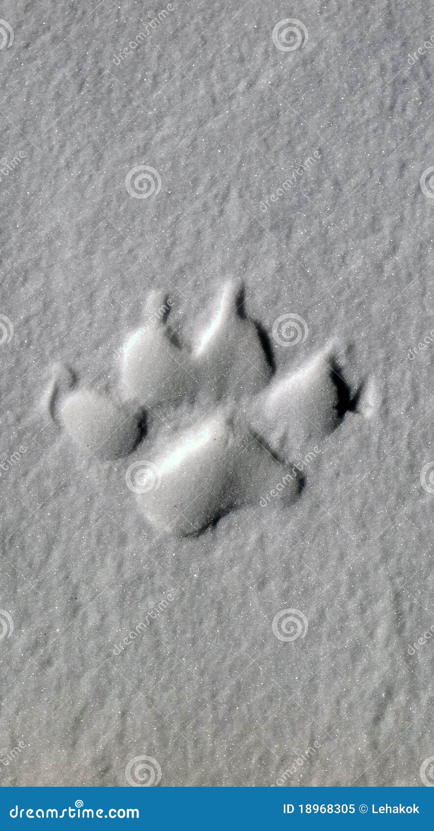 Wolf track stock image. Image of learning, wolf, winter - 18968305
