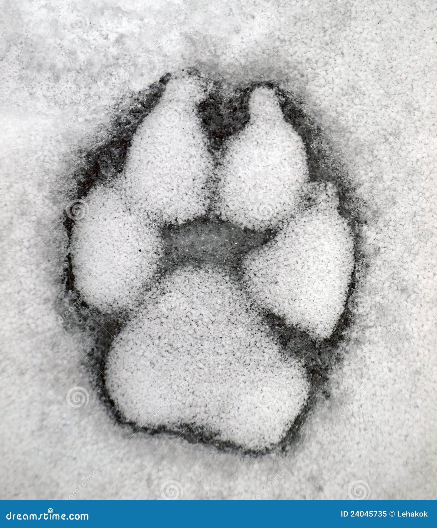 Wolf track stock image. Image of science, nature, wild - 24045735