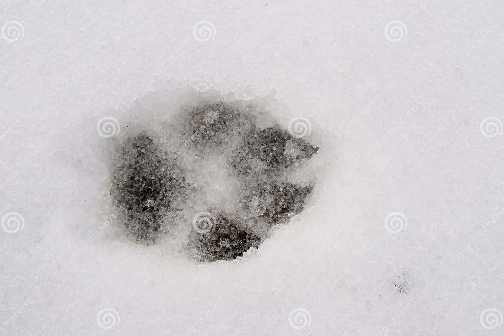 Wolf Track stock photo. Image of canada, forest, tree - 29179666