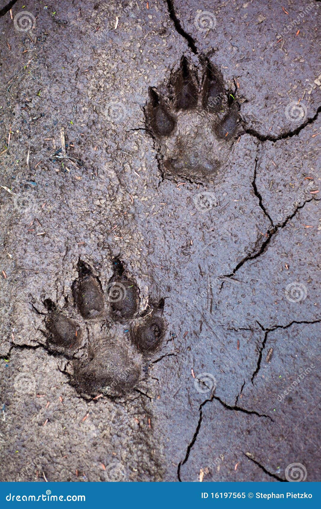 Wolf tracks stock image. Image of foot, claws, wolves - 16197565