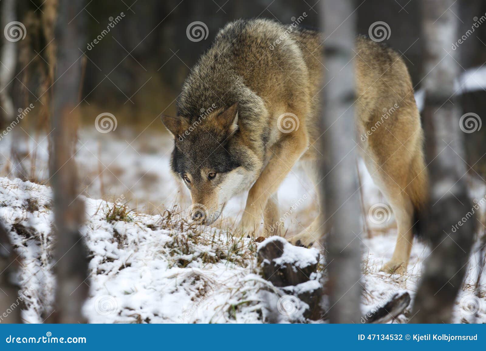 Wolf Tracks Prey in the Winter Stock Photo - Image of woods, cold: 47134532