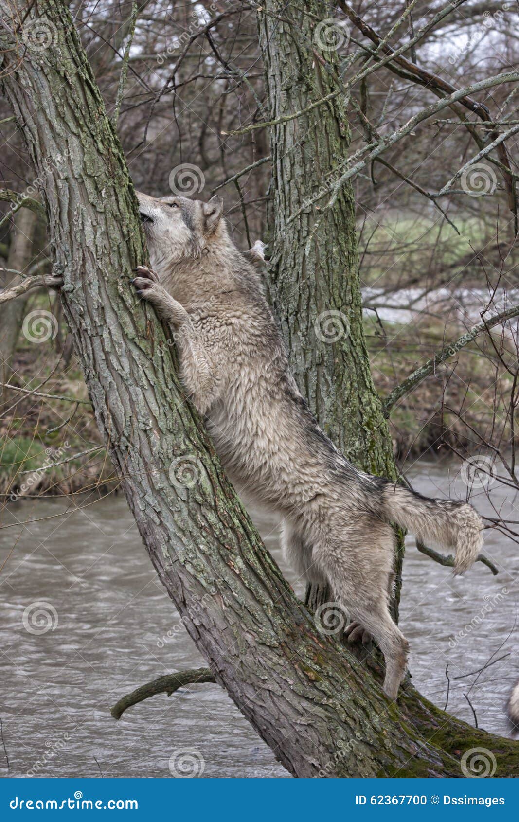 Wolf in a Tree stock photo. Image of wild, mammal, head - 62367700