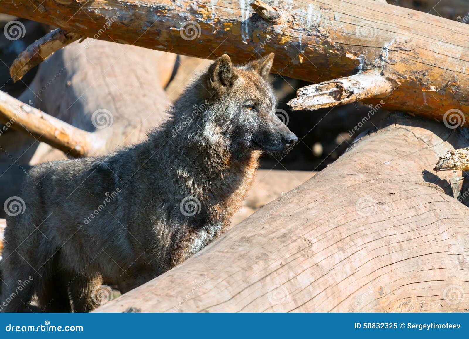 Wolf and trees stock image. Image of face, nature, looking - 50832325