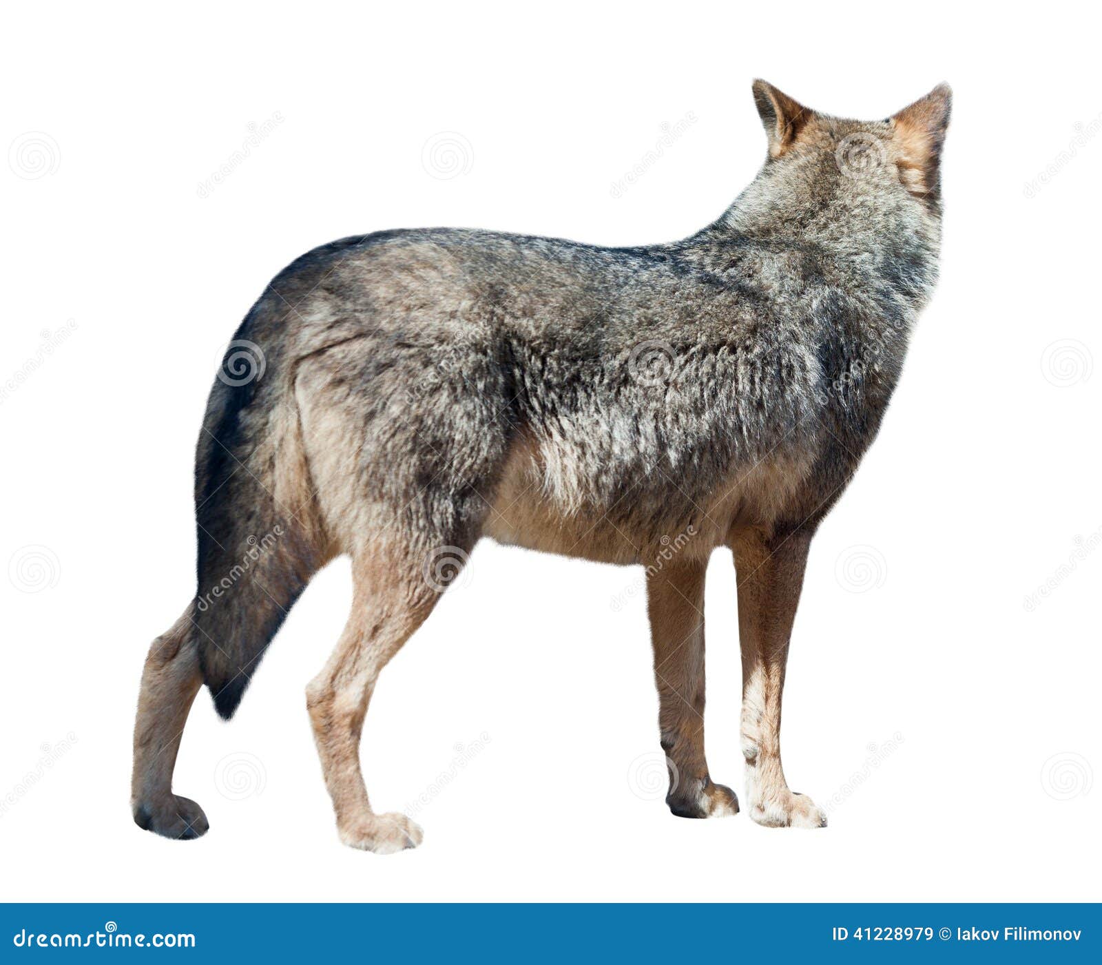 Wolf turned away stock image. Image of cutouts, wild - 41228979