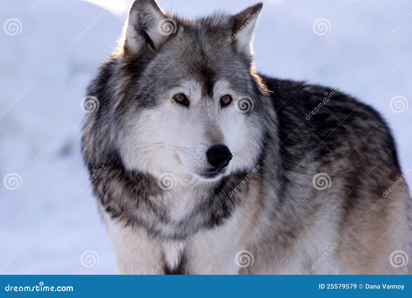 Wolf Up Close Studying Surroundings Stock Image - Image of touring ...
