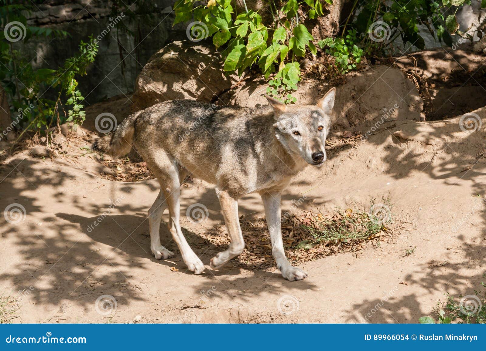 Wolf with a view stock photo. Image of beast, environment - 89966054
