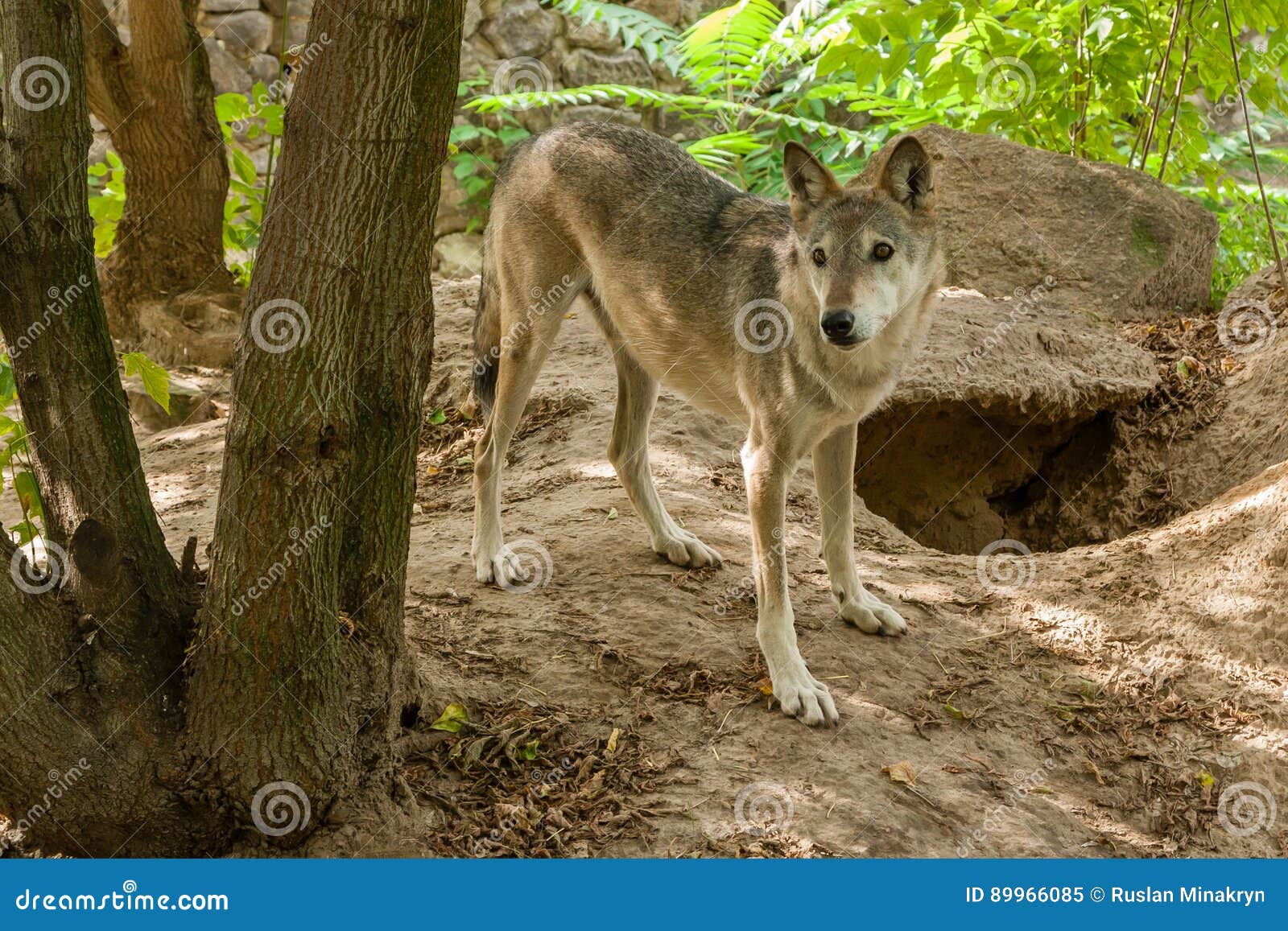 Wolf with a view stock image. Image of fall, natural - 89966085
