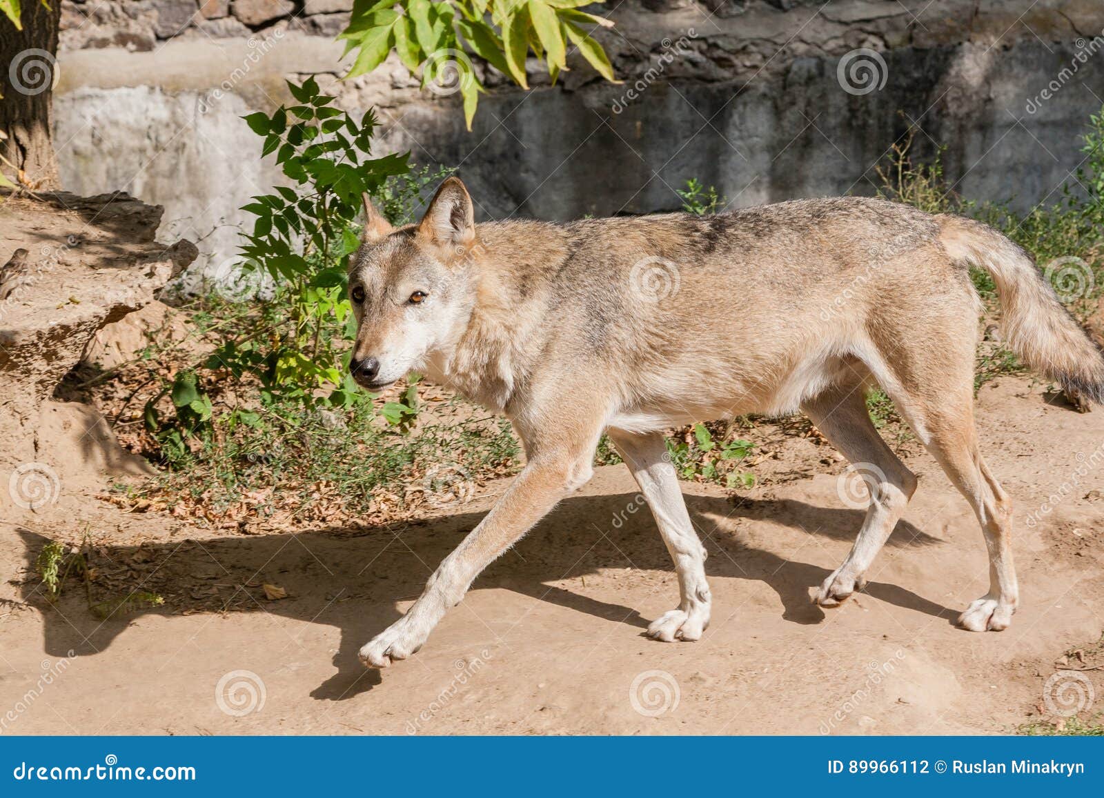 Wolf with a view stock photo. Image of nose, close, autumn - 89966112