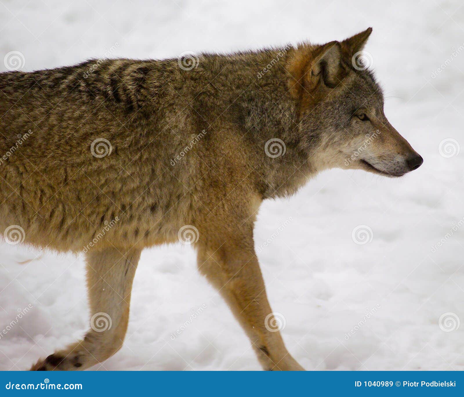 Wolf Von Bialowieza/von Polen Bild. Bild: 1040989