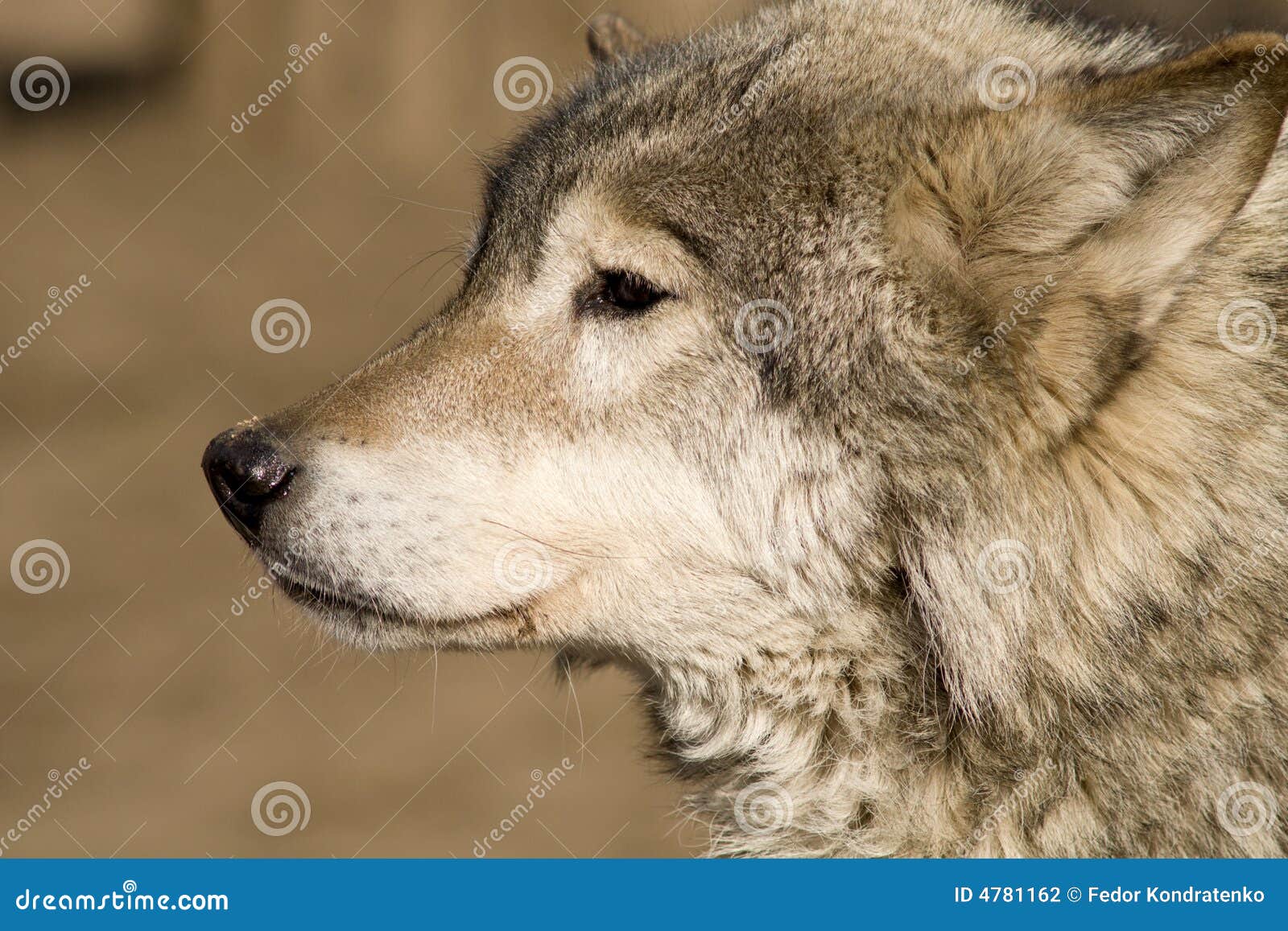 Wolf waiting for a prey stock photo. Image of angry, sunlight - 4781162