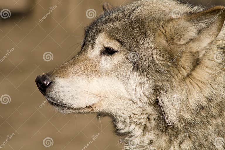 Wolf waiting for a prey stock photo. Image of angry, sunlight - 4781162