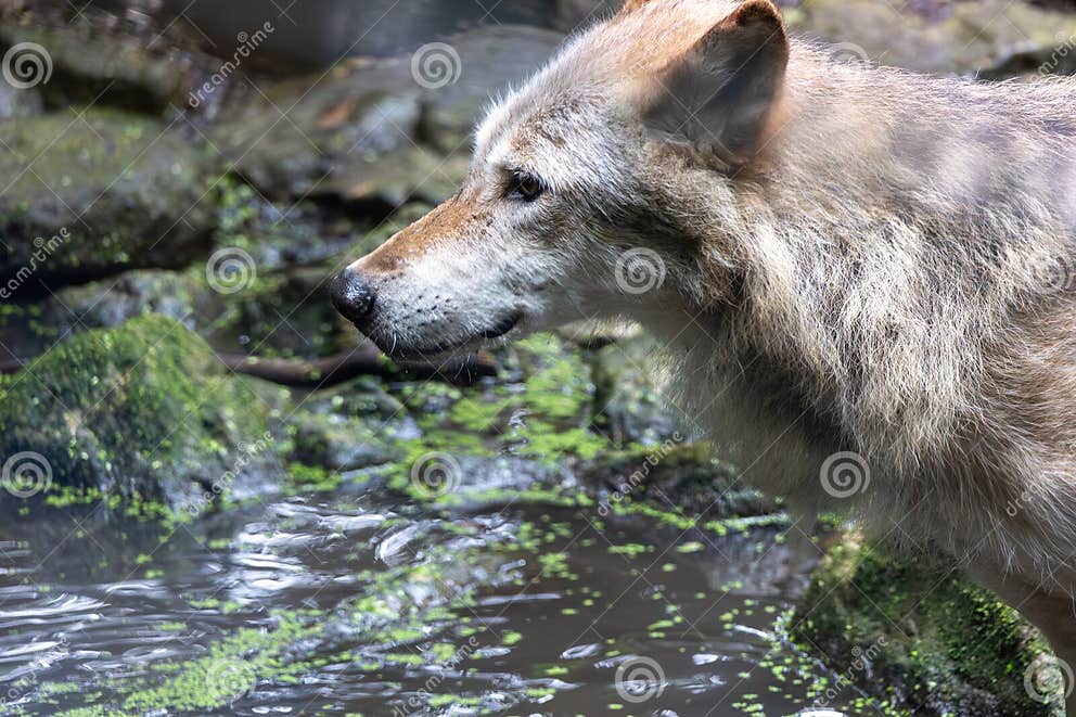 A Wolf is Walking through a Forest with Green Plants and Moss Stock ...