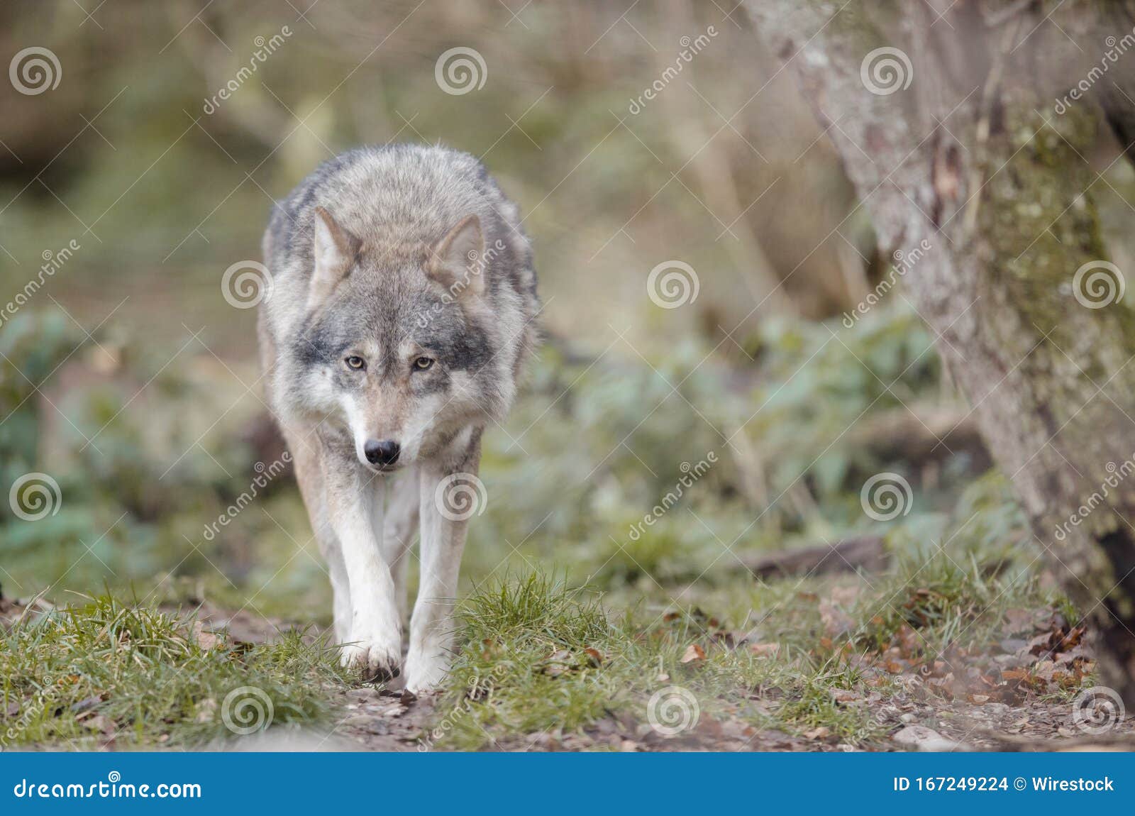 Wolf Walking in the Forest Near a Tree Stock Photo - Image of cute ...