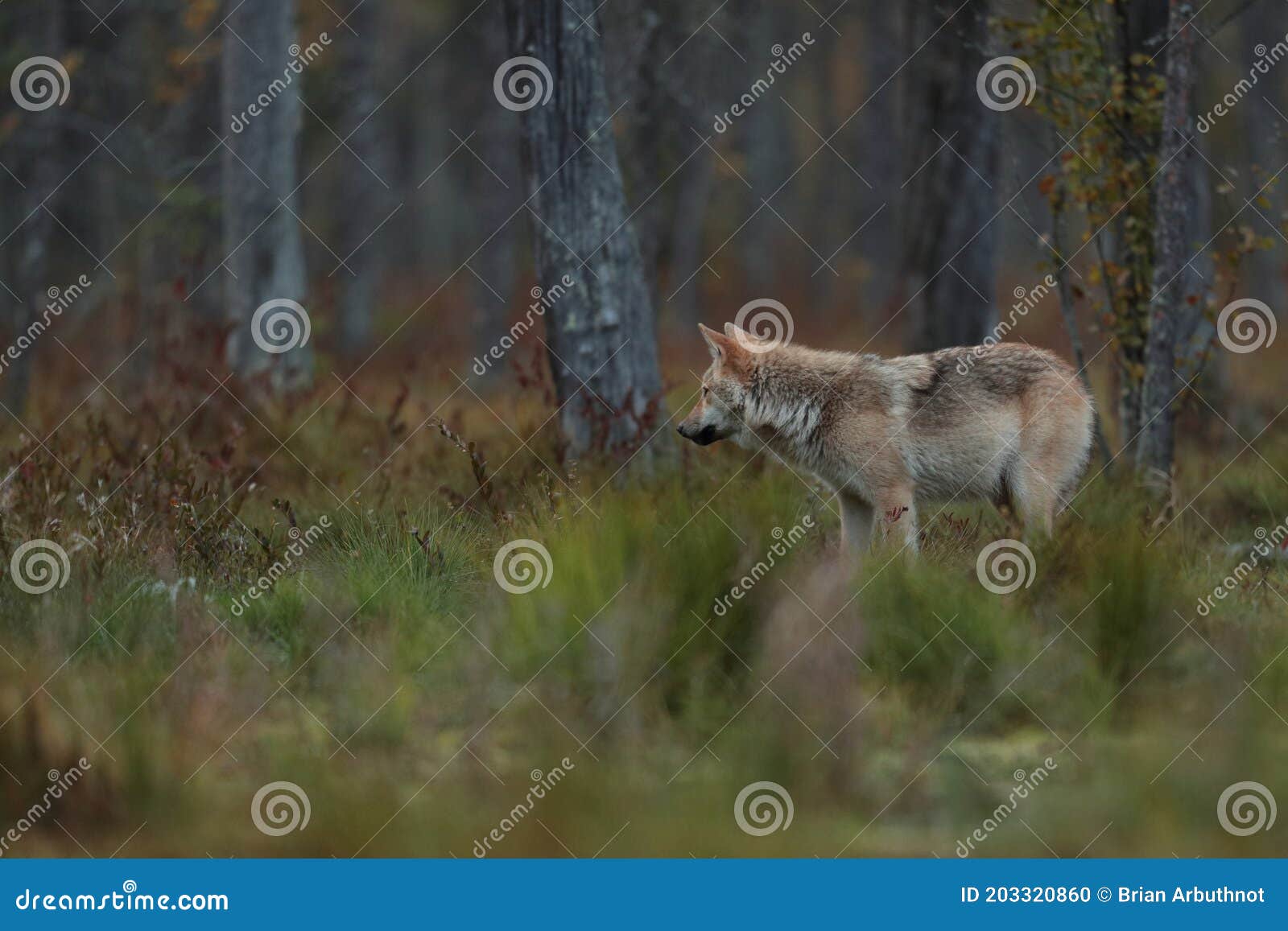 Wolf Walking through a Forest. Stock Photo - Image of woodland, nature ...
