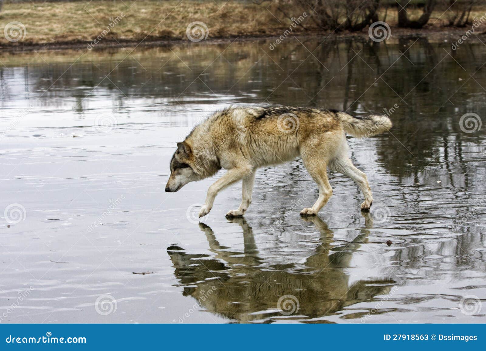 Wolf Walking on Frozen Lake Stock Image - Image of grey, canine: 27918563