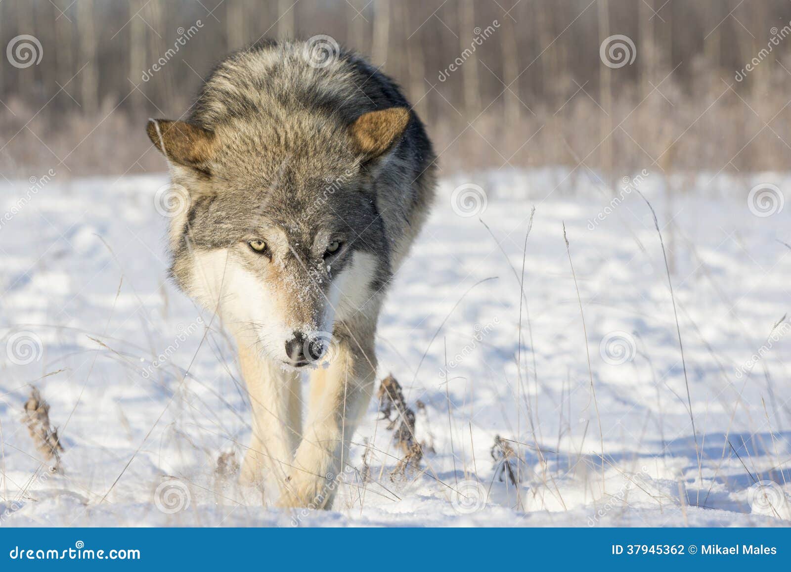 Wolf Walking and Hunting for Prey Stock Photo - Image of north, america ...