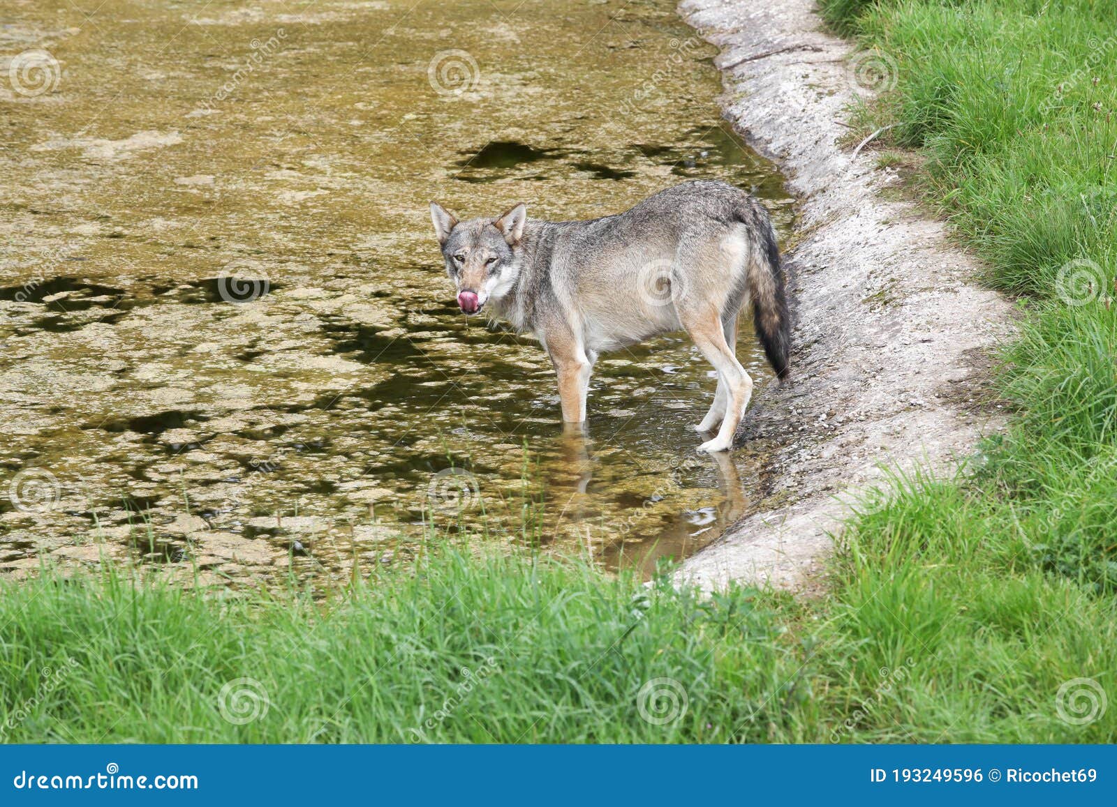 Wolf walking in the water stock photo. Image of cute - 193249596