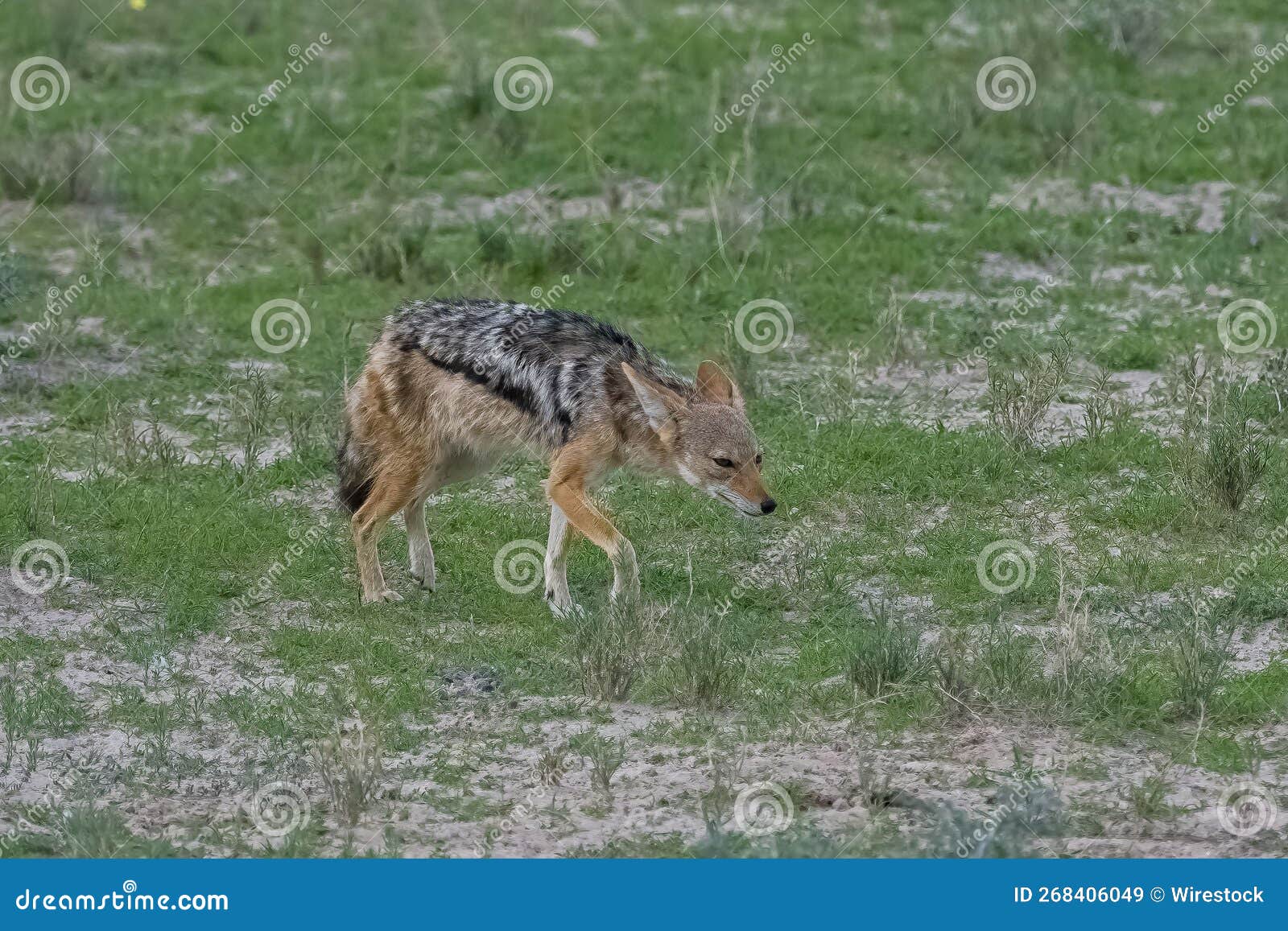 A Wolf Walking Across Grass with an Animal in the Distance Stock Image ...