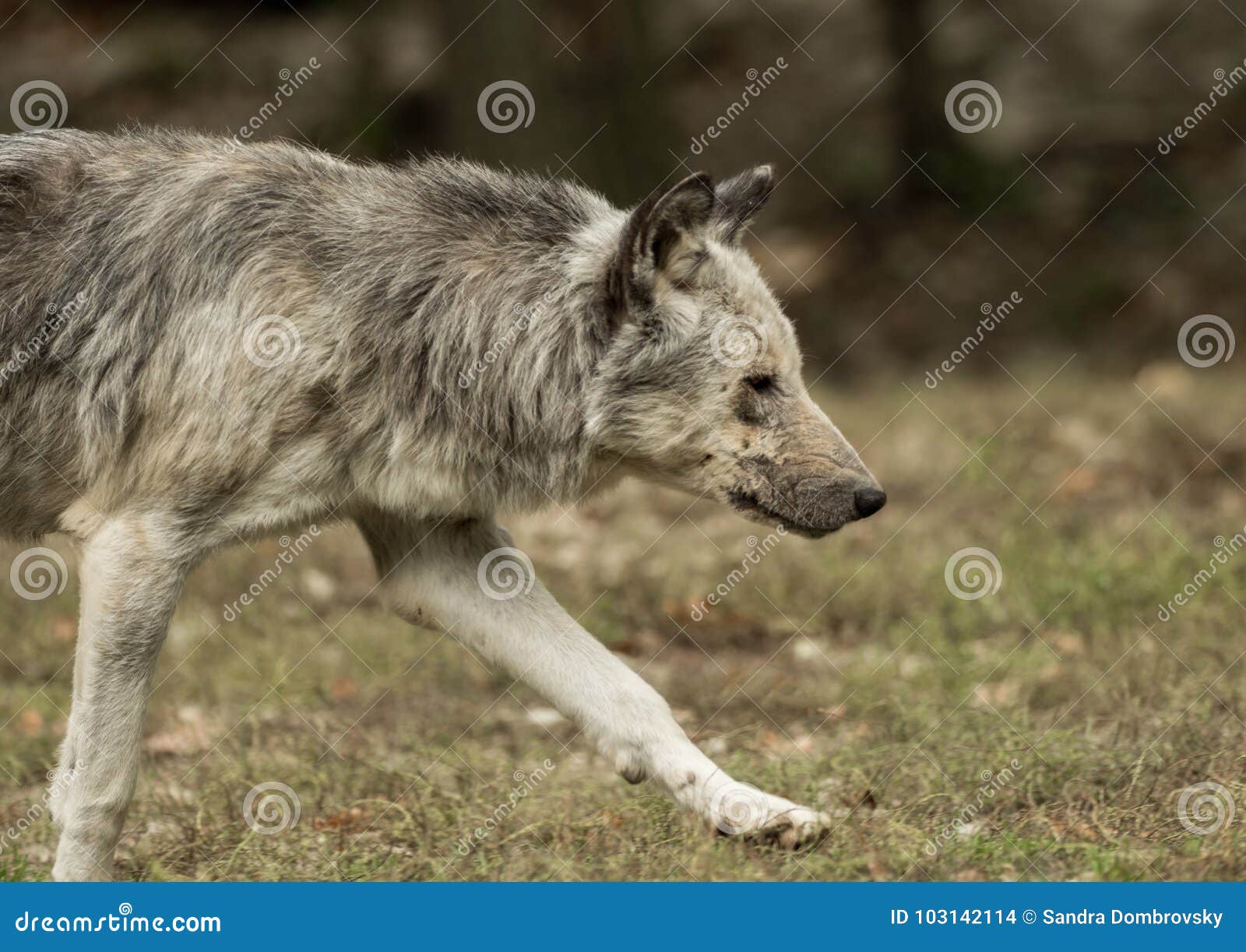 A wolf walks around stock photo. Image of nature, carnivore - 103142114