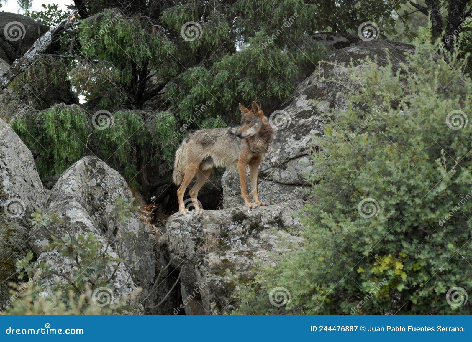 Wolf Walks through the Field by Day Stock Image - Image of marsh, rock ...