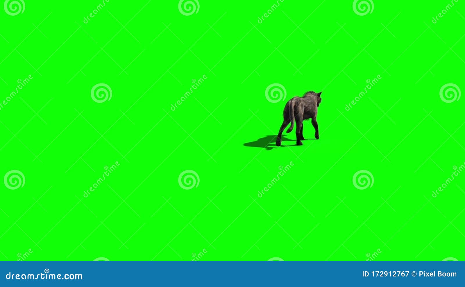 Wolf Walks Green Screen Back 3D Rendering Animation Stock Video - Video ...