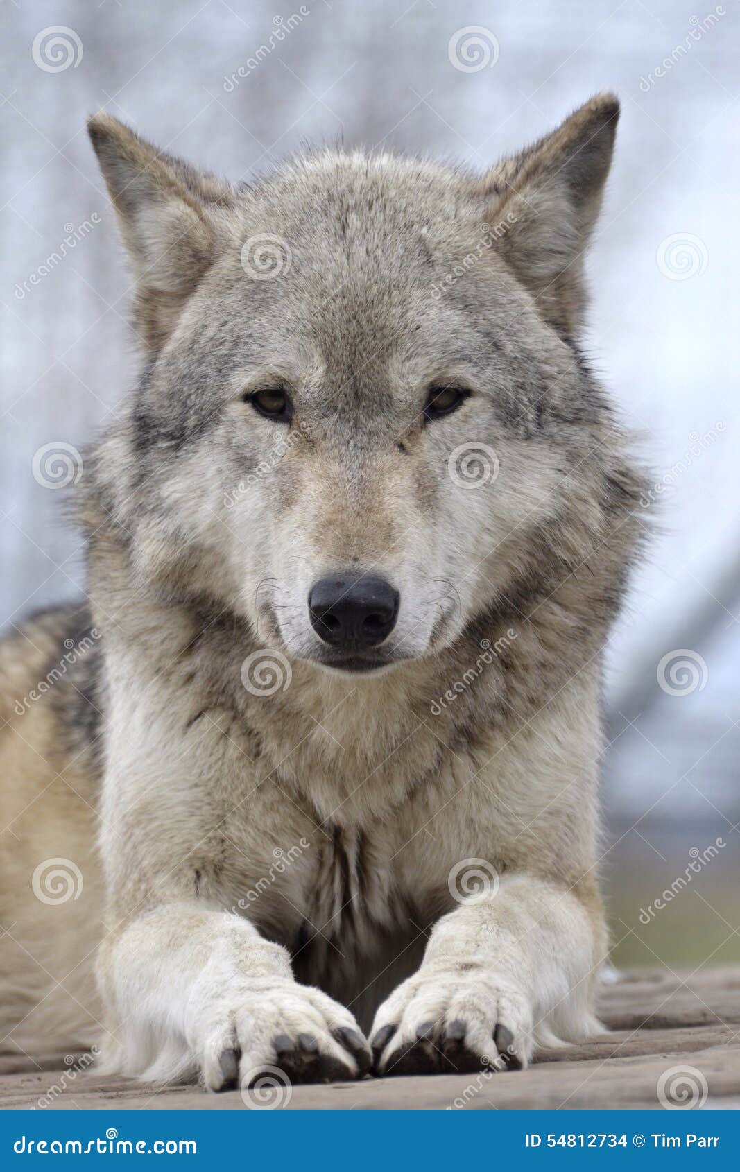 Wolf stock photo. Image of wolf, watching, stare, attention - 54812734