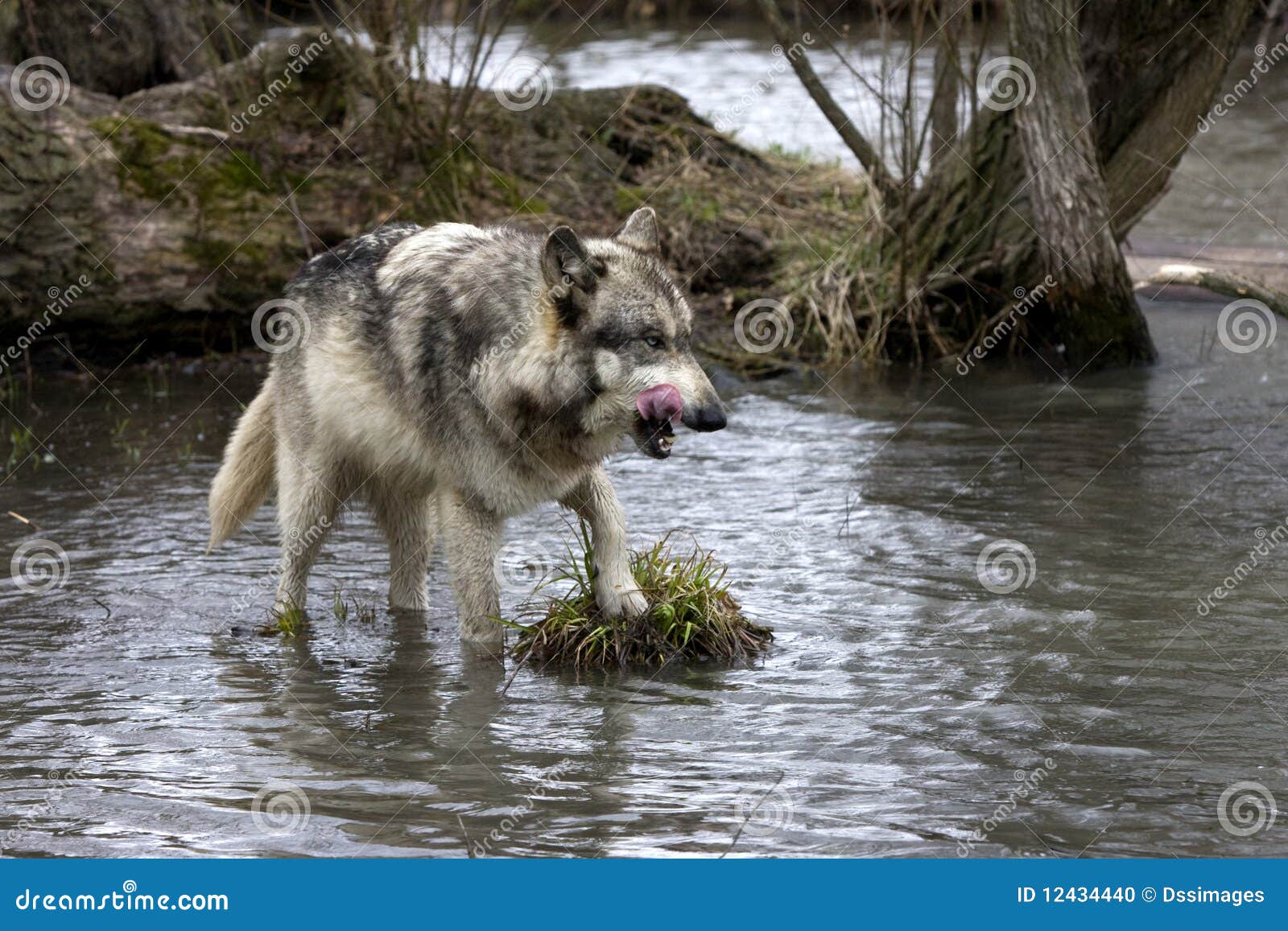 Wolf In The Water Stock Photo - Image: 12434440