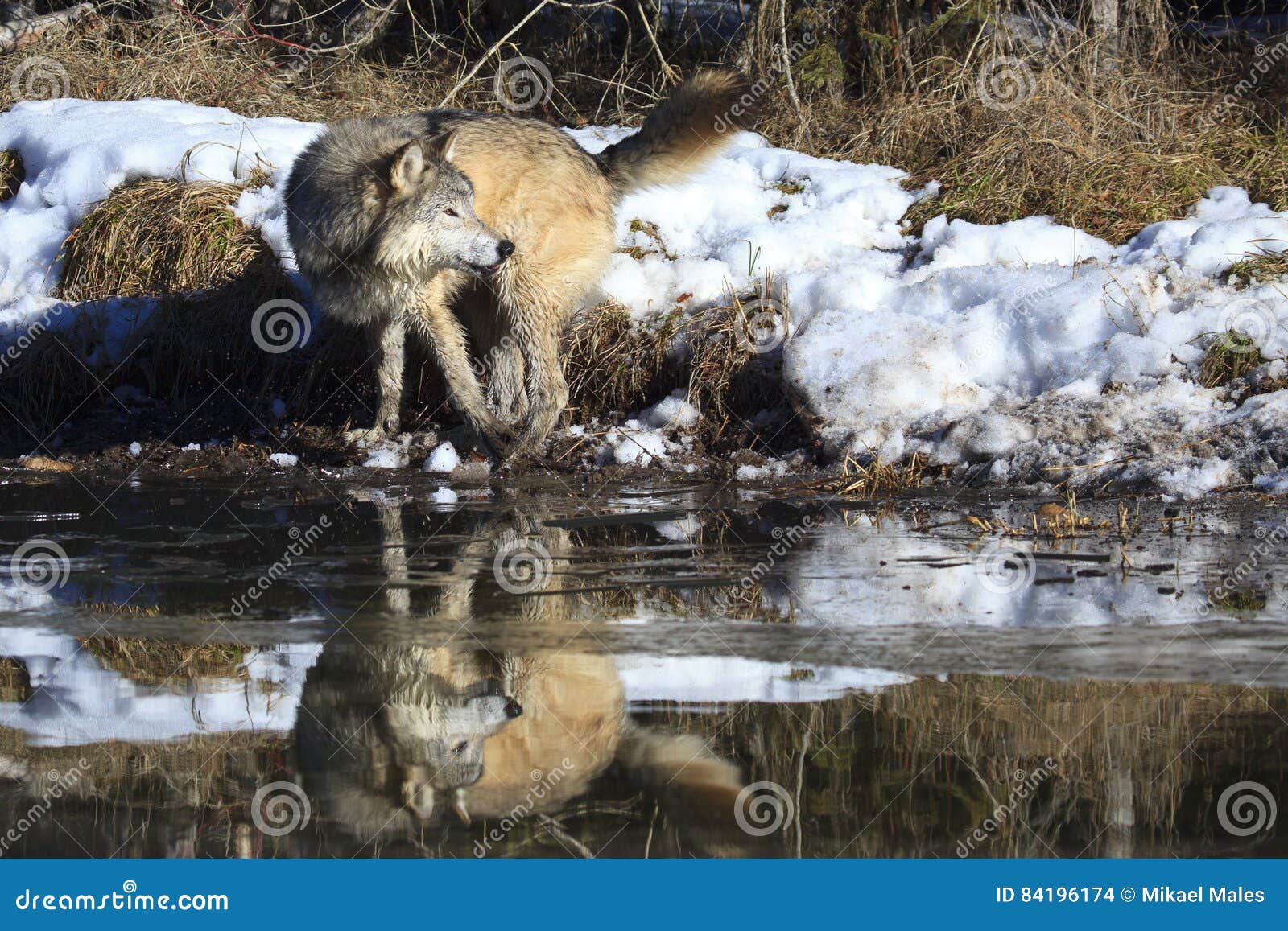 Wolf by water hole stock photo. Image of species, carnivore - 84196174