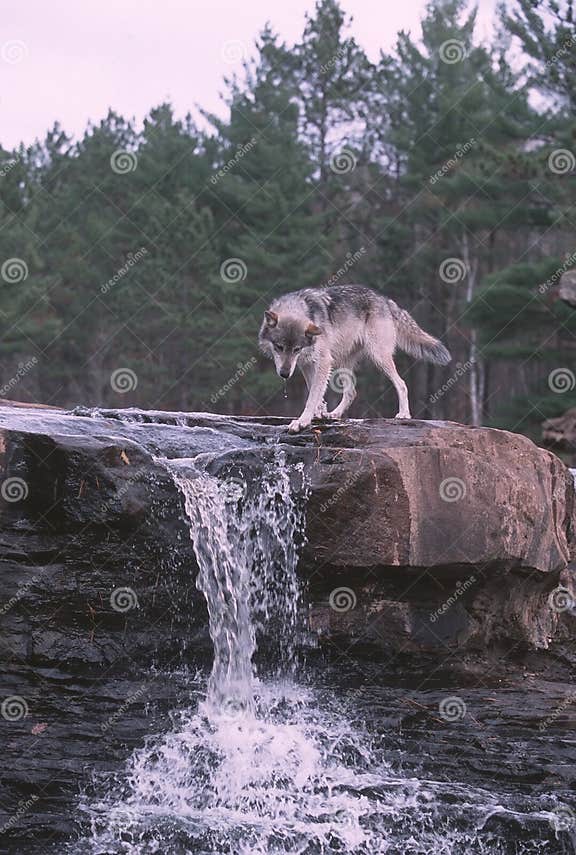 Wolf at waterfall stock image. Image of river, gray, vertical - 5748943