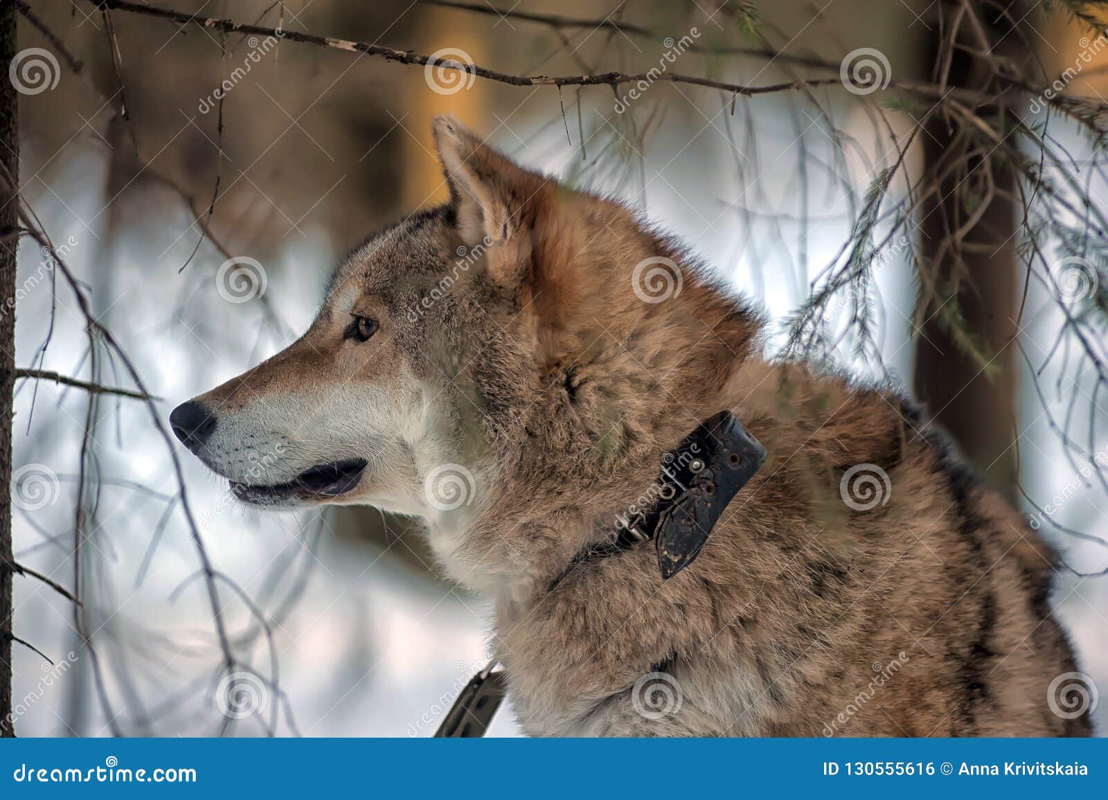 A Wolf Wearing Glasses And A Suit Royalty-Free Stock Photo ...