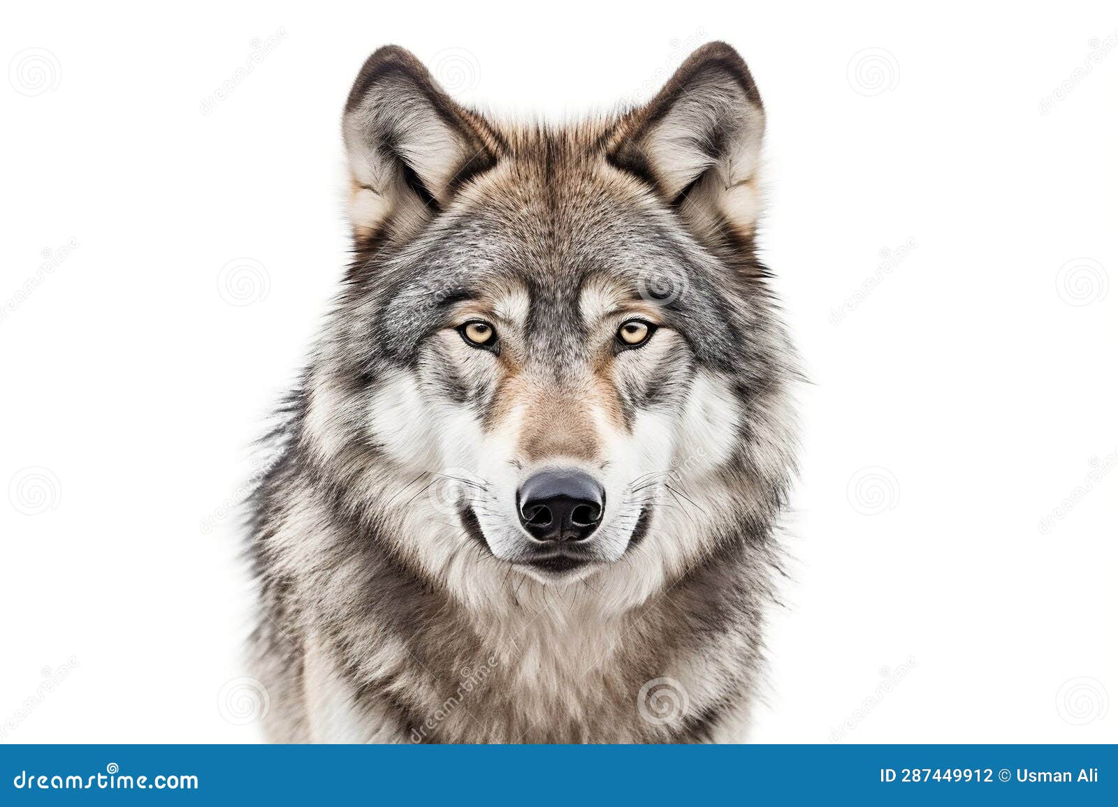 Wolf on White Background. AI Stock Photo - Image of wild, wolf: 287449912