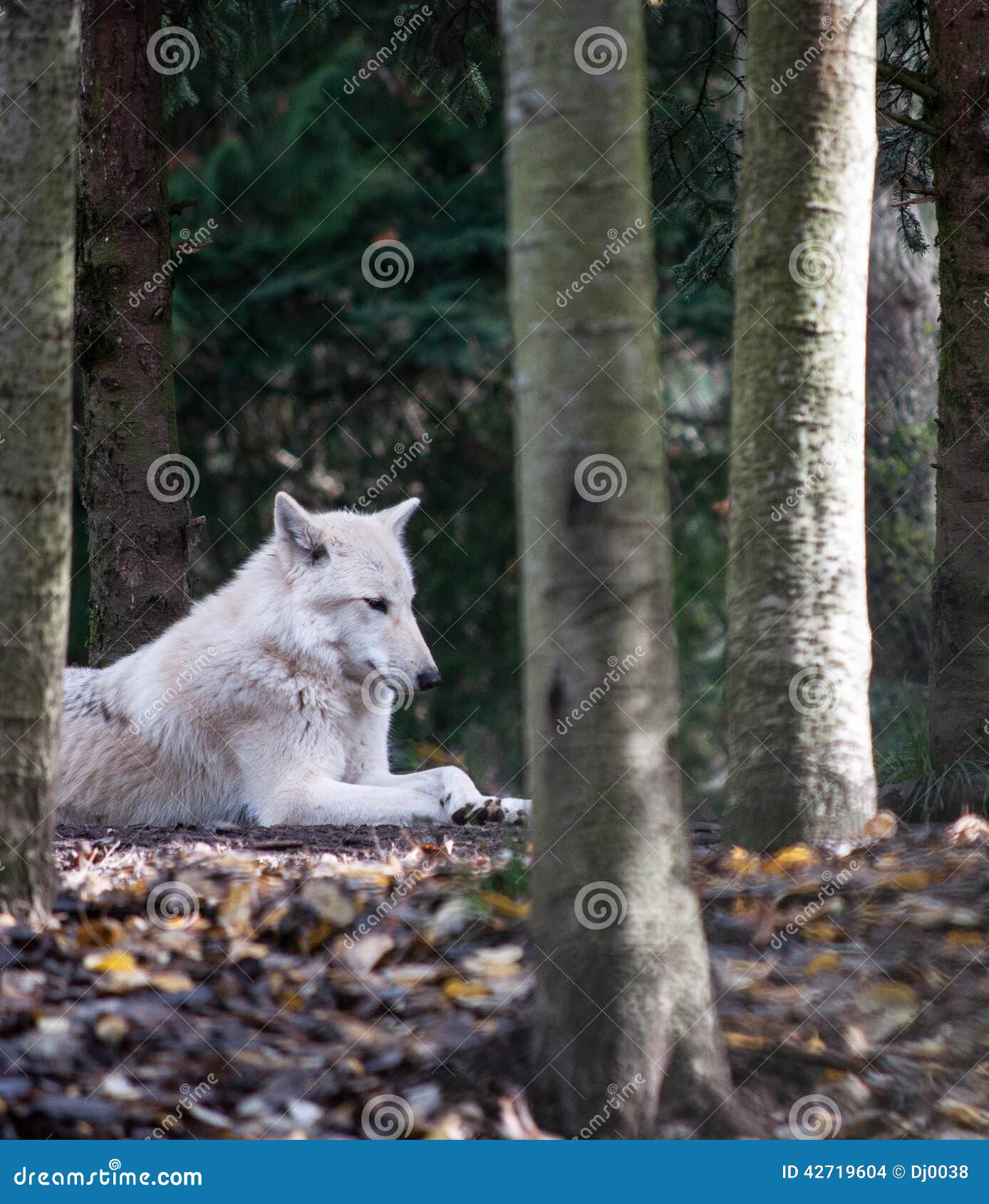 Wolf stock photo. Image of face, wildlife, canine, mammal - 42719604