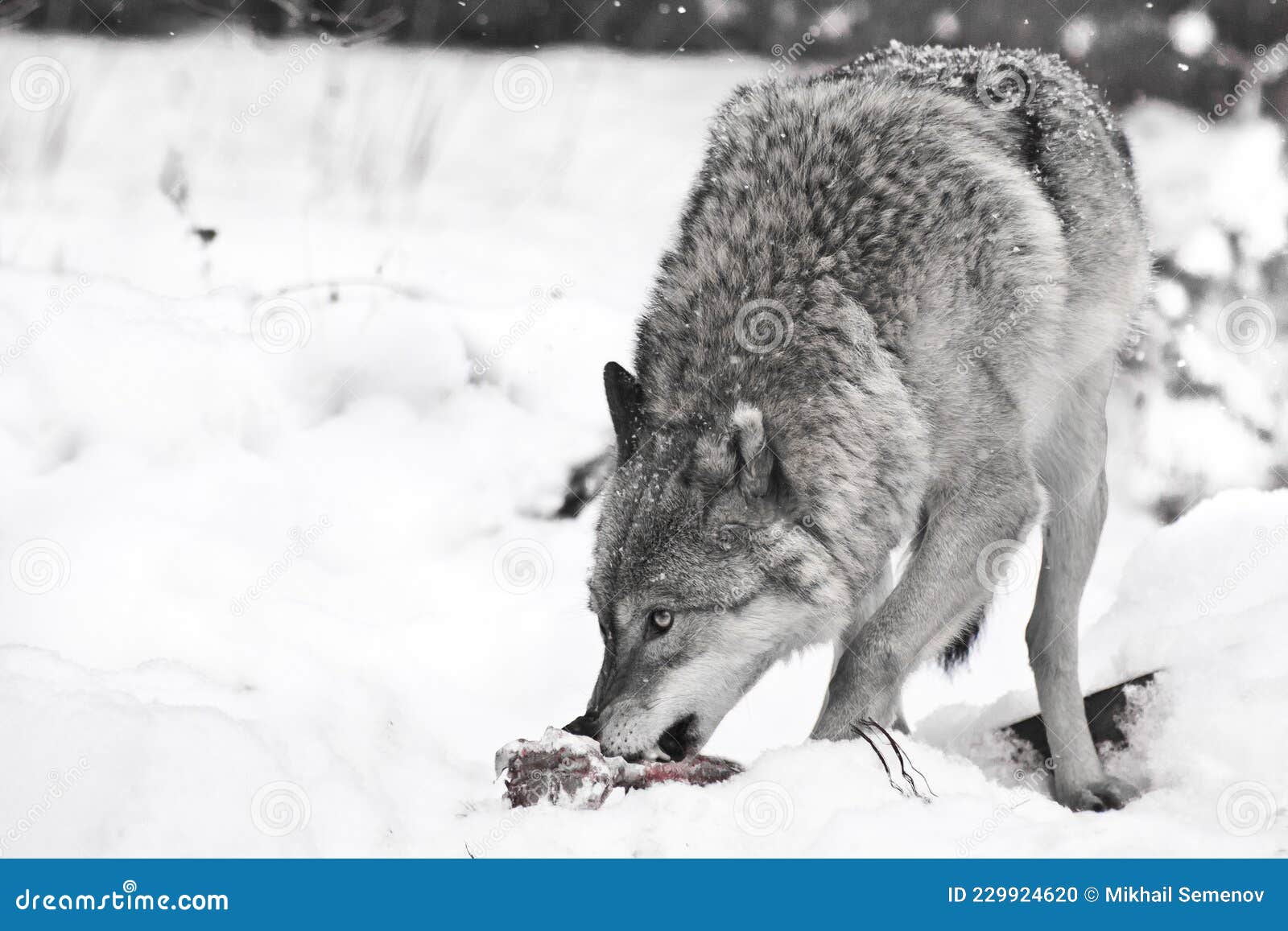 Wolf on White Snow with a Piece of Meat. the Beast is Cautious ...