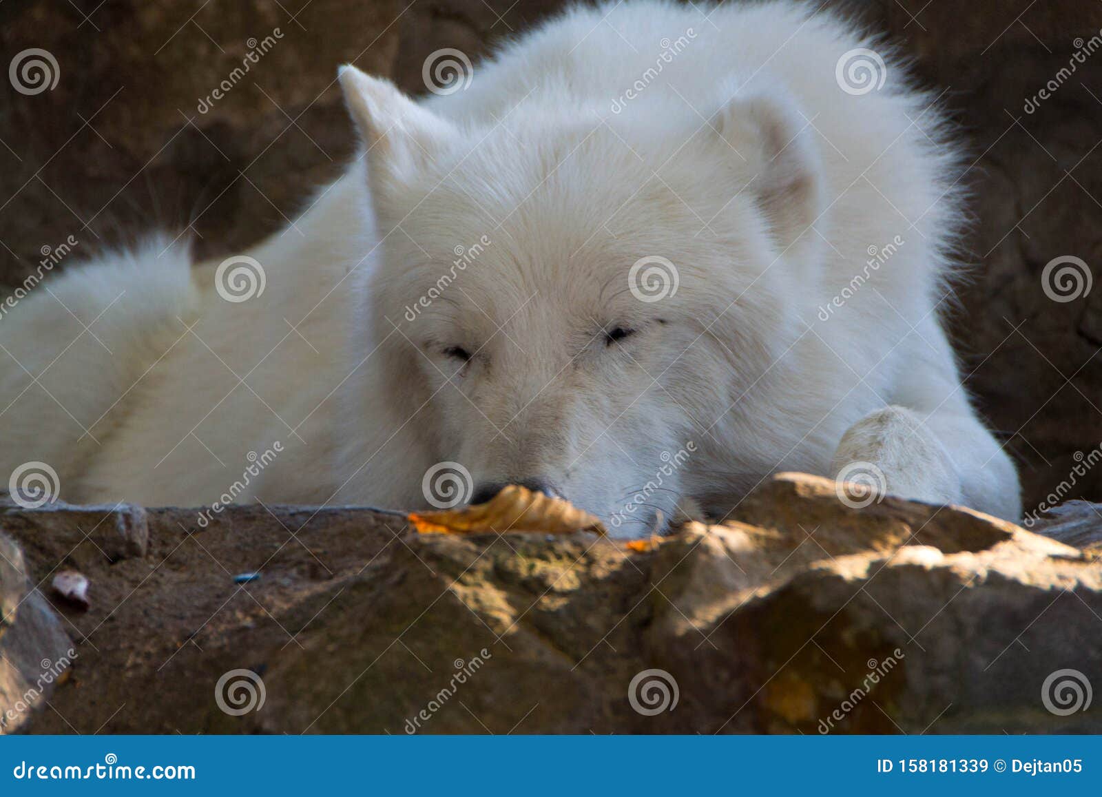 Wolf. White wolf stock image. Image of white, polar - 158181339