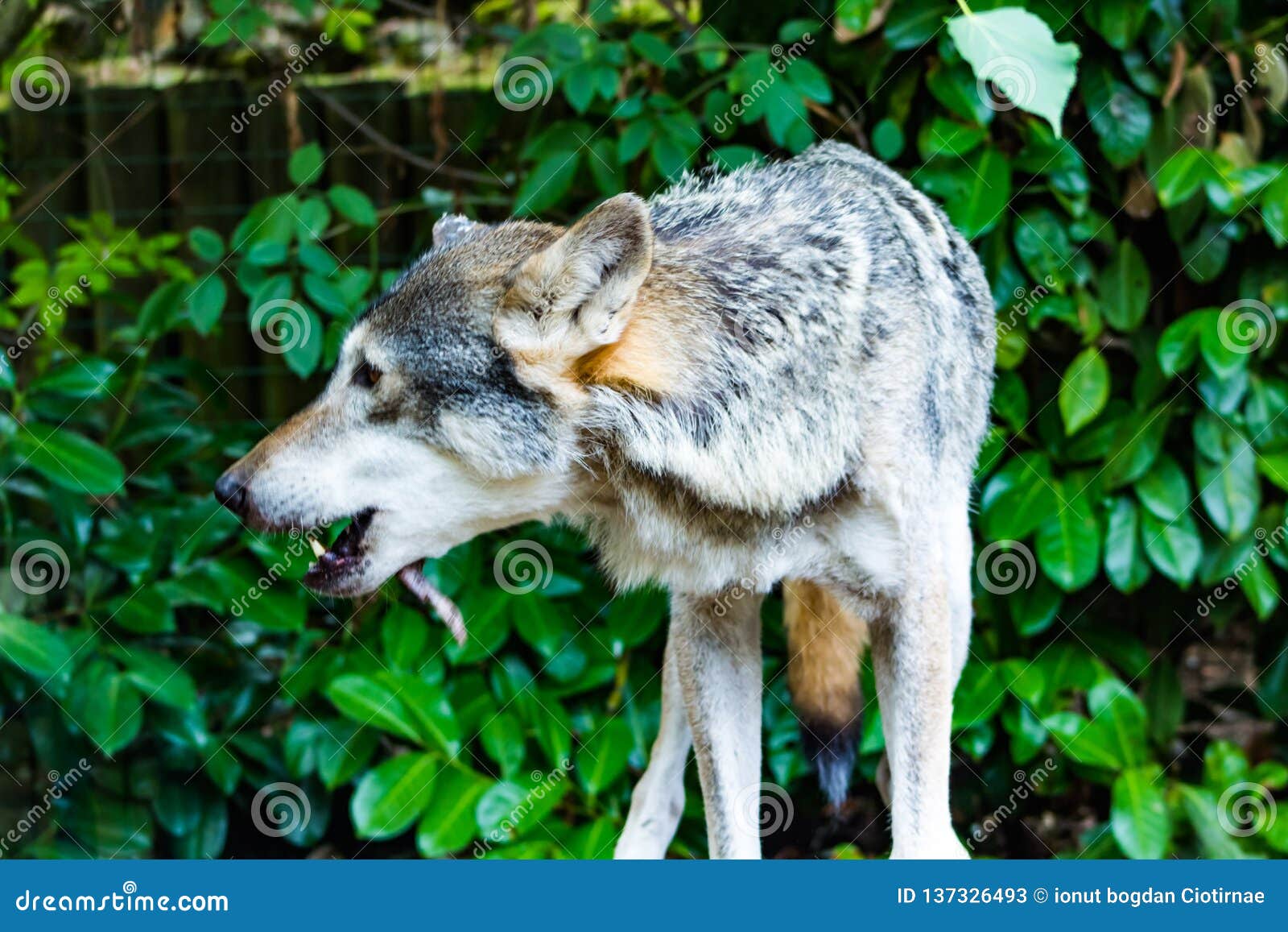 Wolf stock image. Image of leaf, wildlife, wolf, wild - 137326493