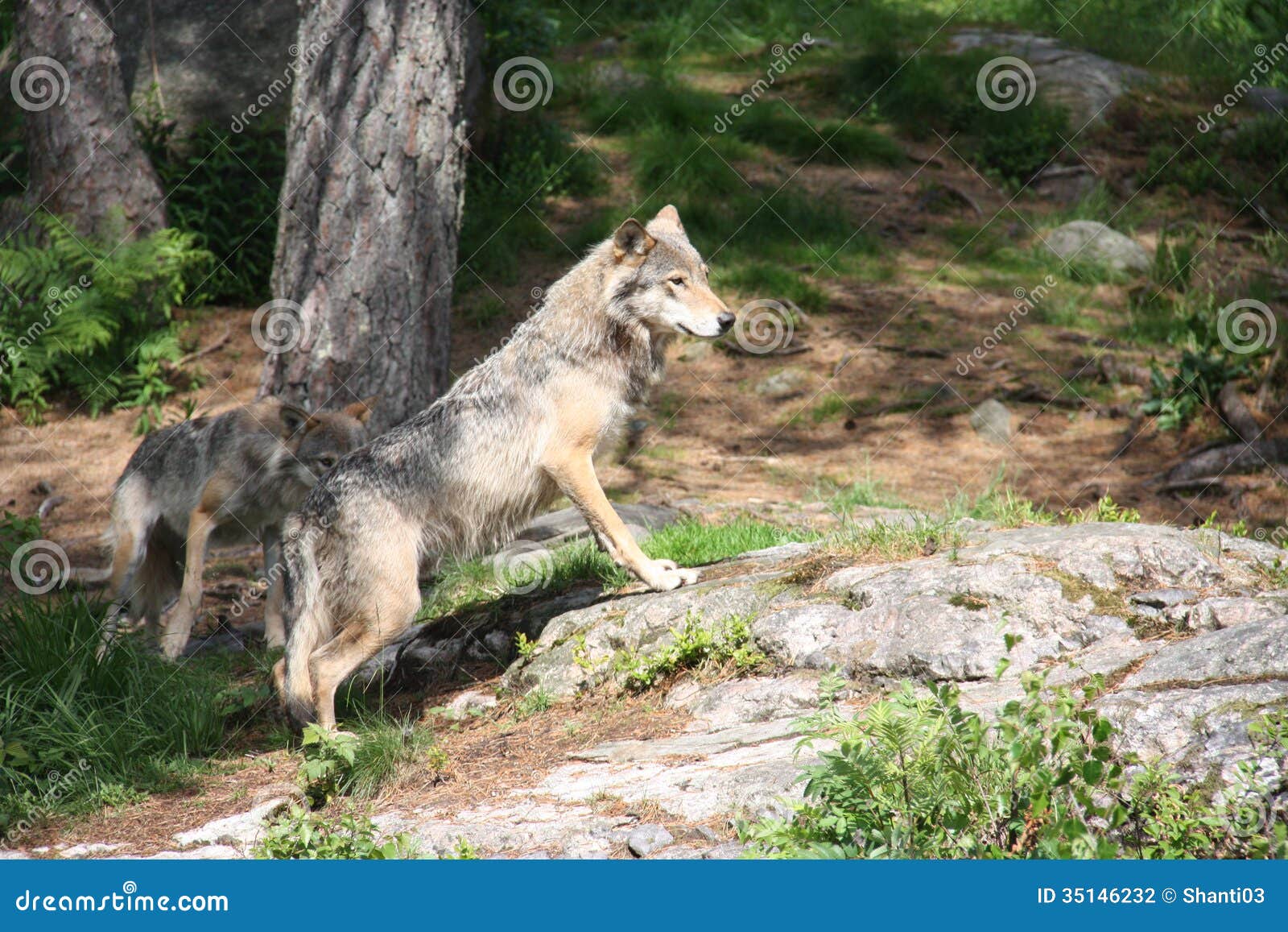 Wolf stock photo. Image of animal, wild, wolf, species - 35146232