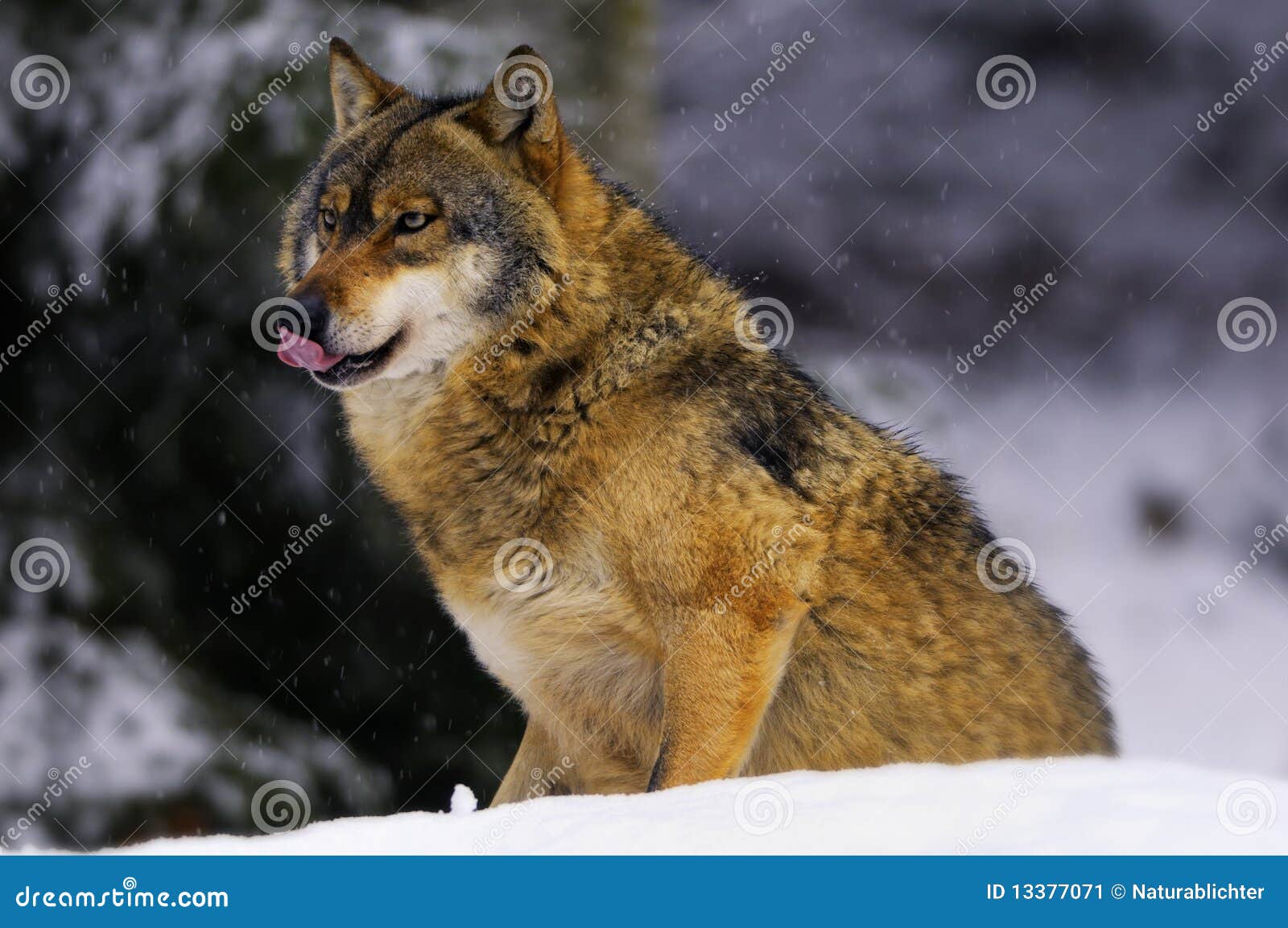 Wolf in Winter stock image. Image of wintertime, canis - 13377071