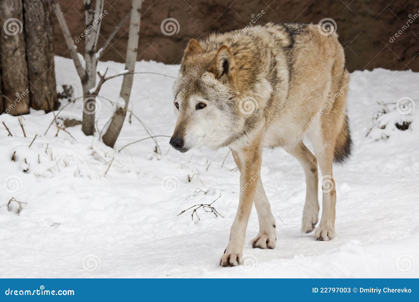 Wolf in winter stock image. Image of portrait, wild, hunter - 22797003